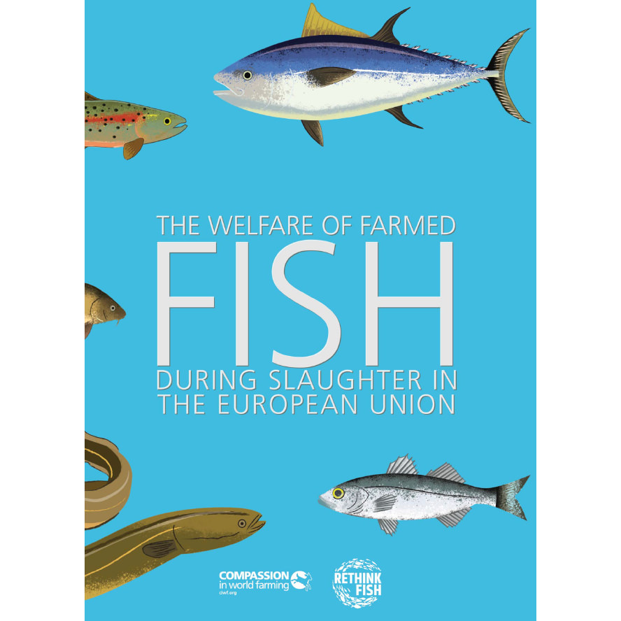 The Welfare of Farmed Fish During Slaughter in the EU | CIWF ...