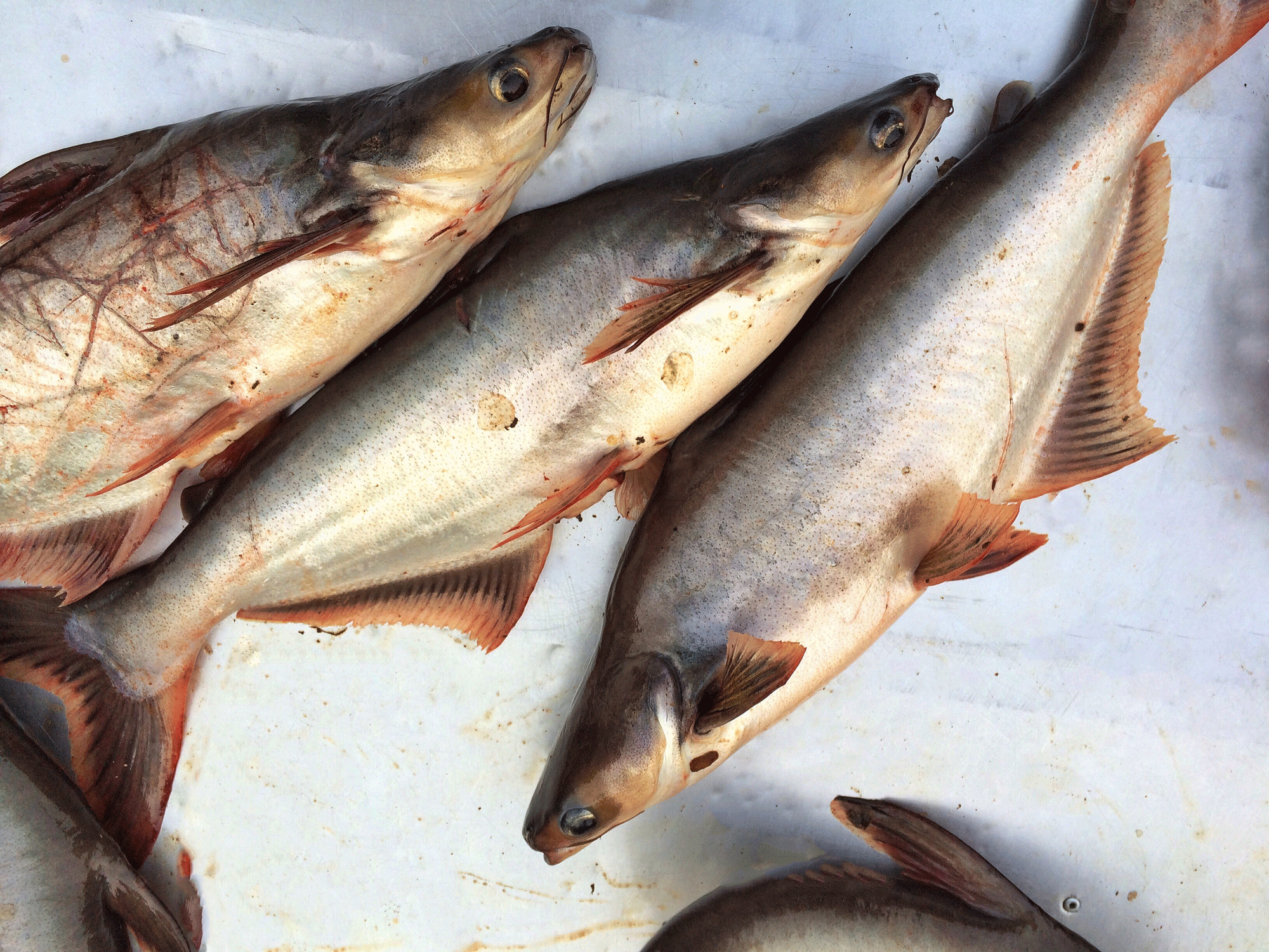 ANGLAIS - Principaux enjeux de BEA - Pangasius | CIWF Agroalimentaire